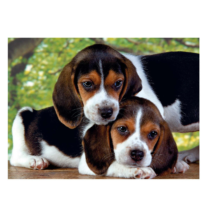 Puzzle CLEMENTONI: Puzzle de 500 piezas Perros Beagles ( Ref ...